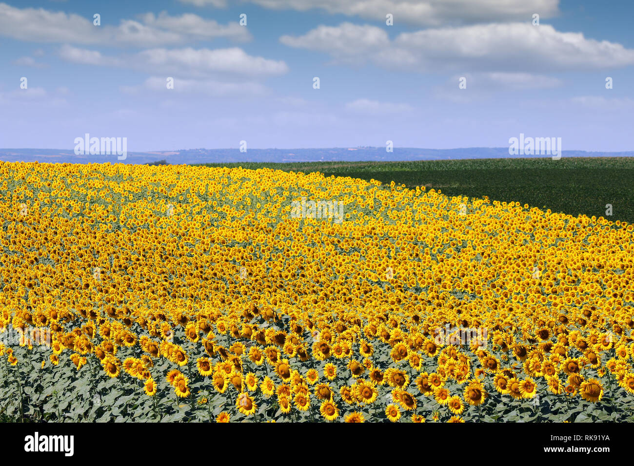 Sunflower landscape plantation hi-res stock photography and images - Alamy