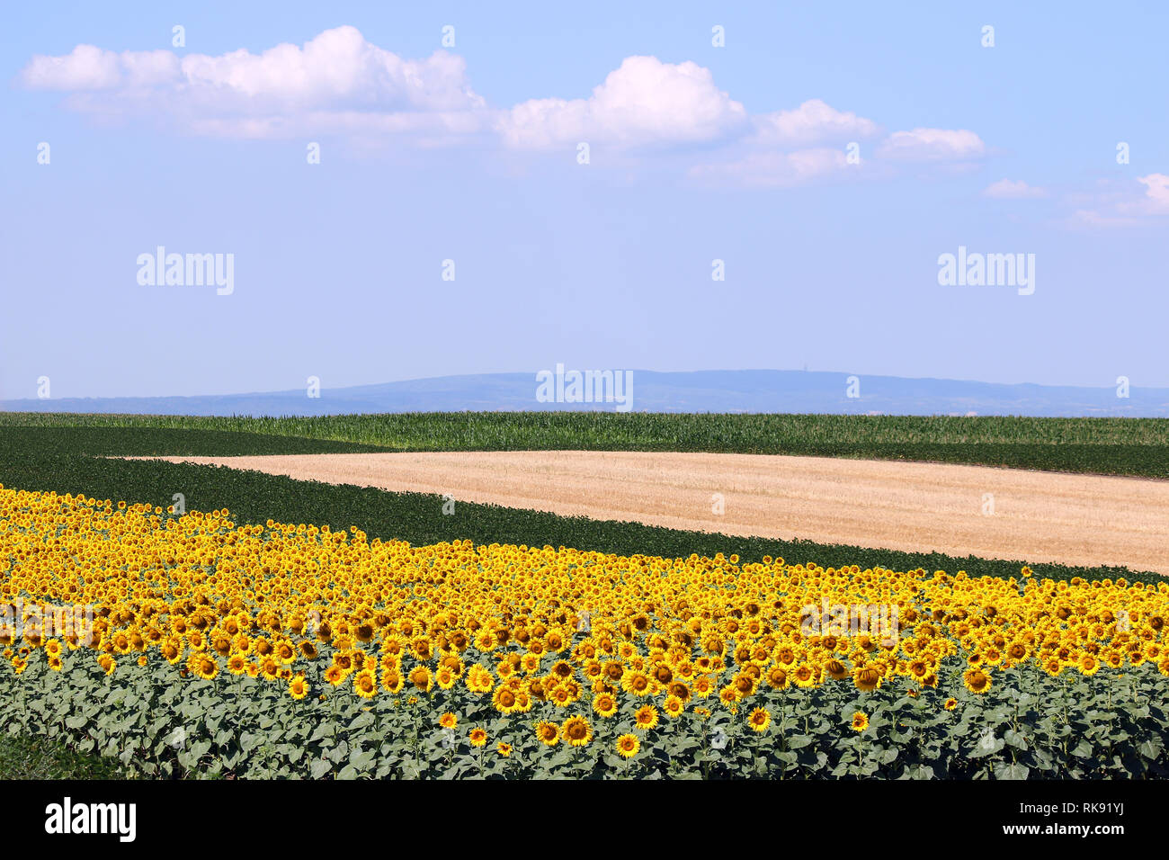 Soybean landscape hi-res stock photography and images - Alamy