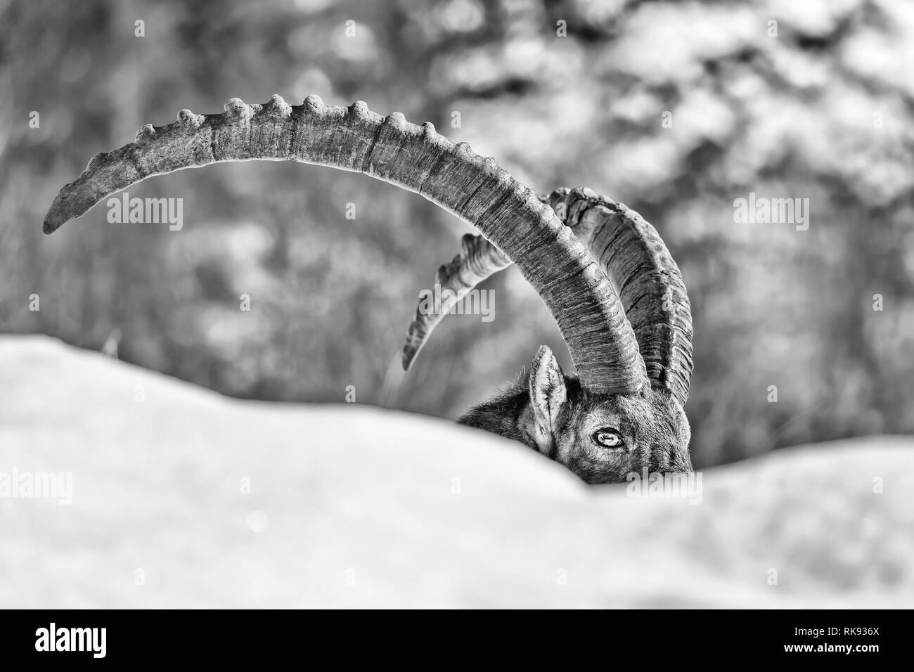 Isolated woodland habitat Black and White Stock Photos & Images - Alamy