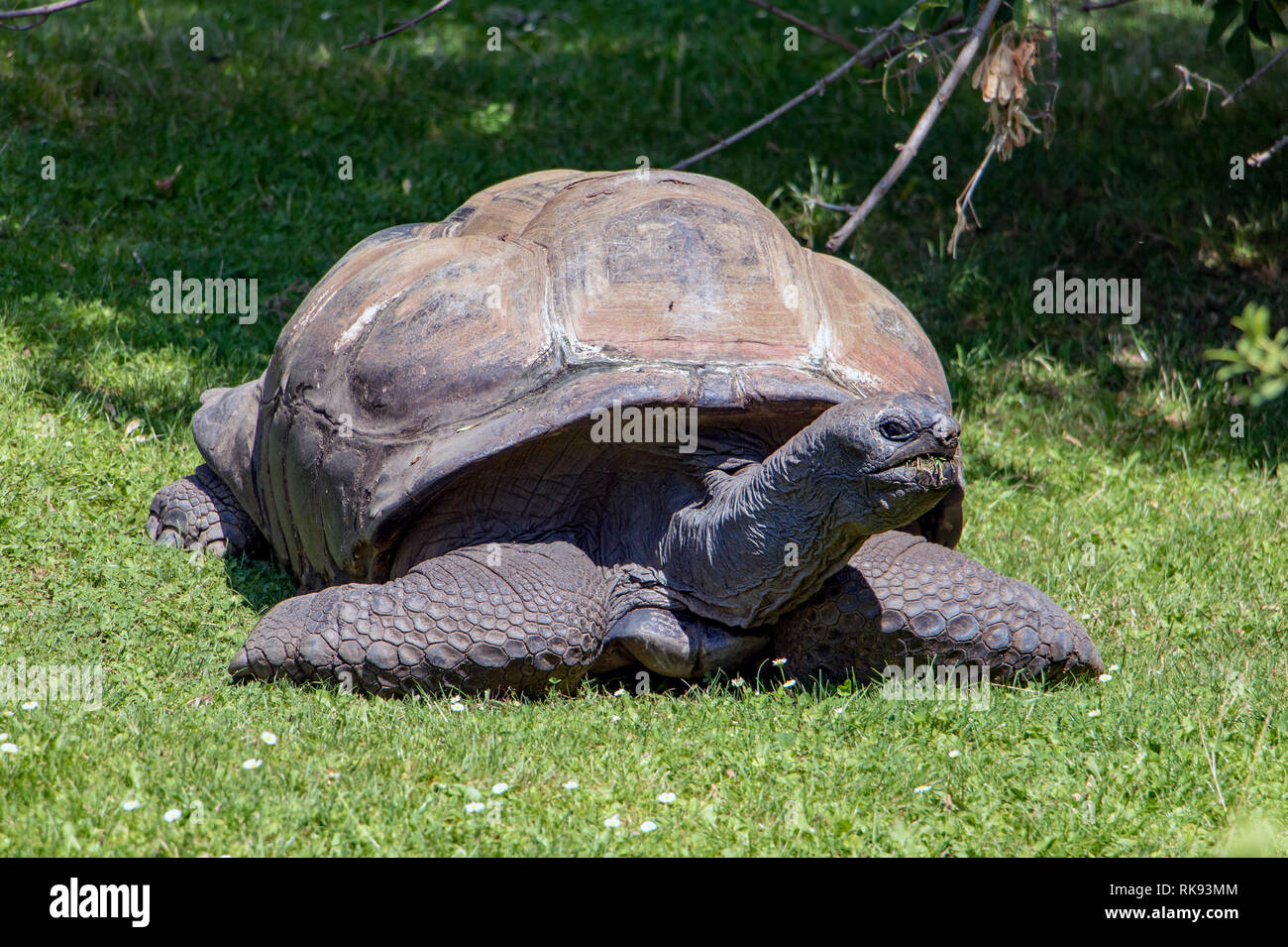 Big turtle hi-res stock photography and images - Alamy