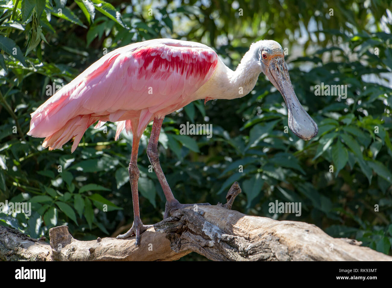 The Roseate Spoonbill (Platalea Ajaja) in nature Stock Photo - Alamy