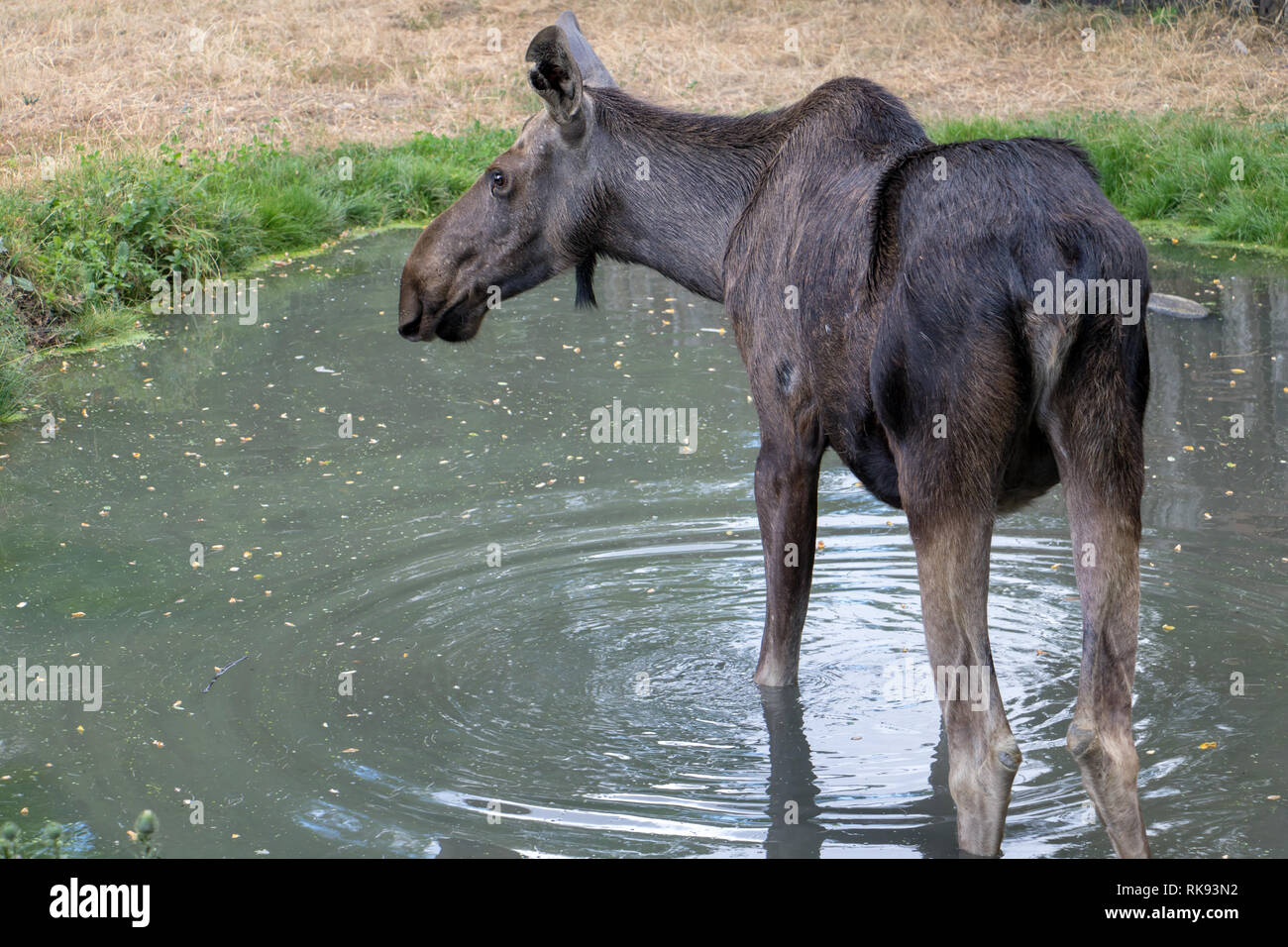 Female moose (Alces alces) standing in pond Stock Photo - Alamy