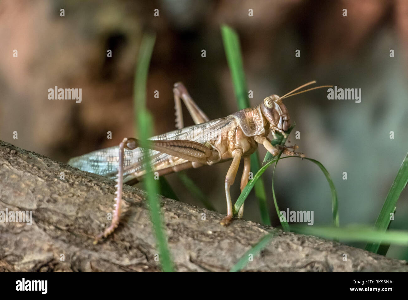 Closeup of a Meadow Grasshopper - Chorthippus parallelus - eating green ...