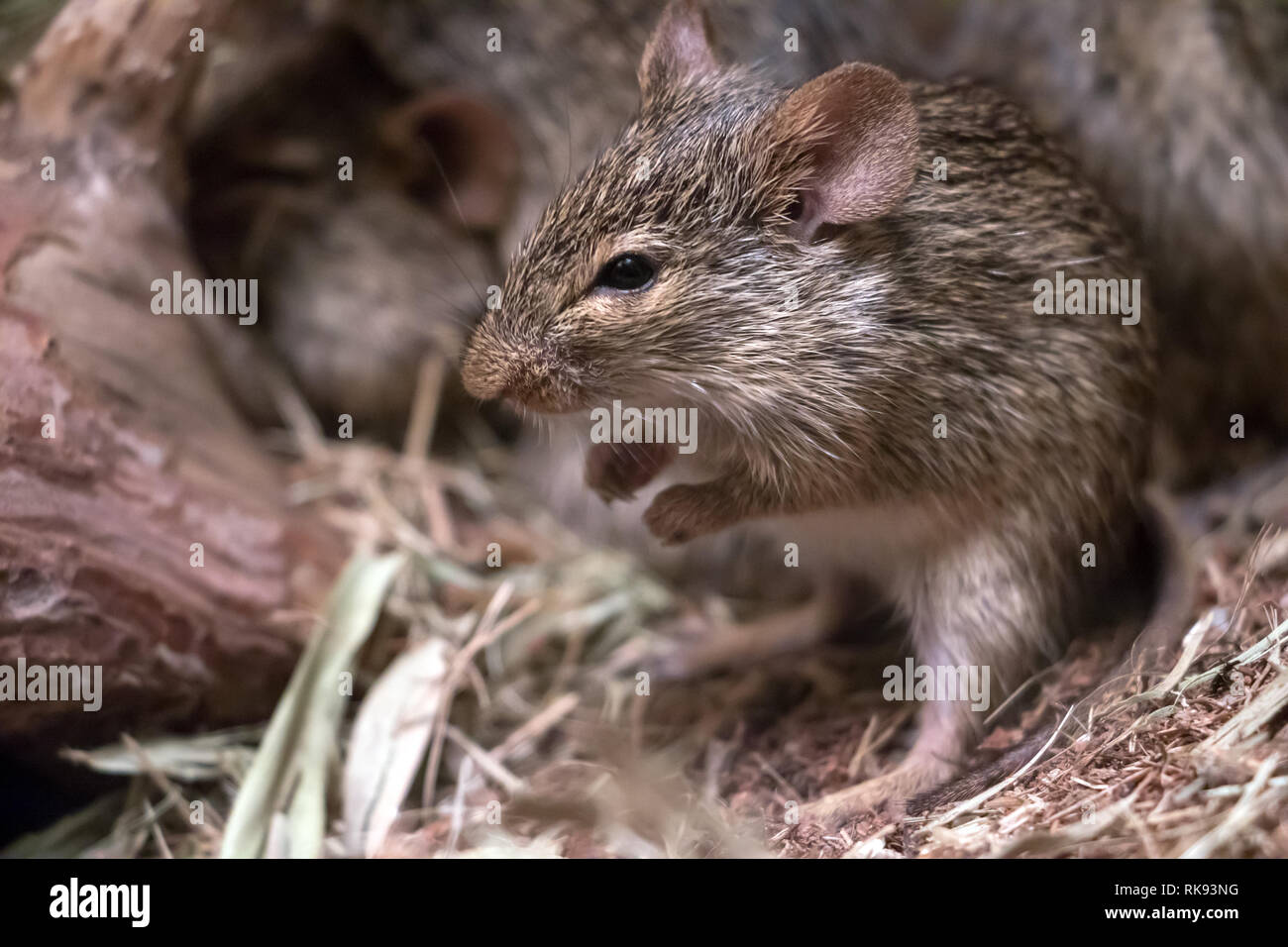 Small mouse - Neumann's grass rat (arvicanthis neumanni Stock Photo - Alamy