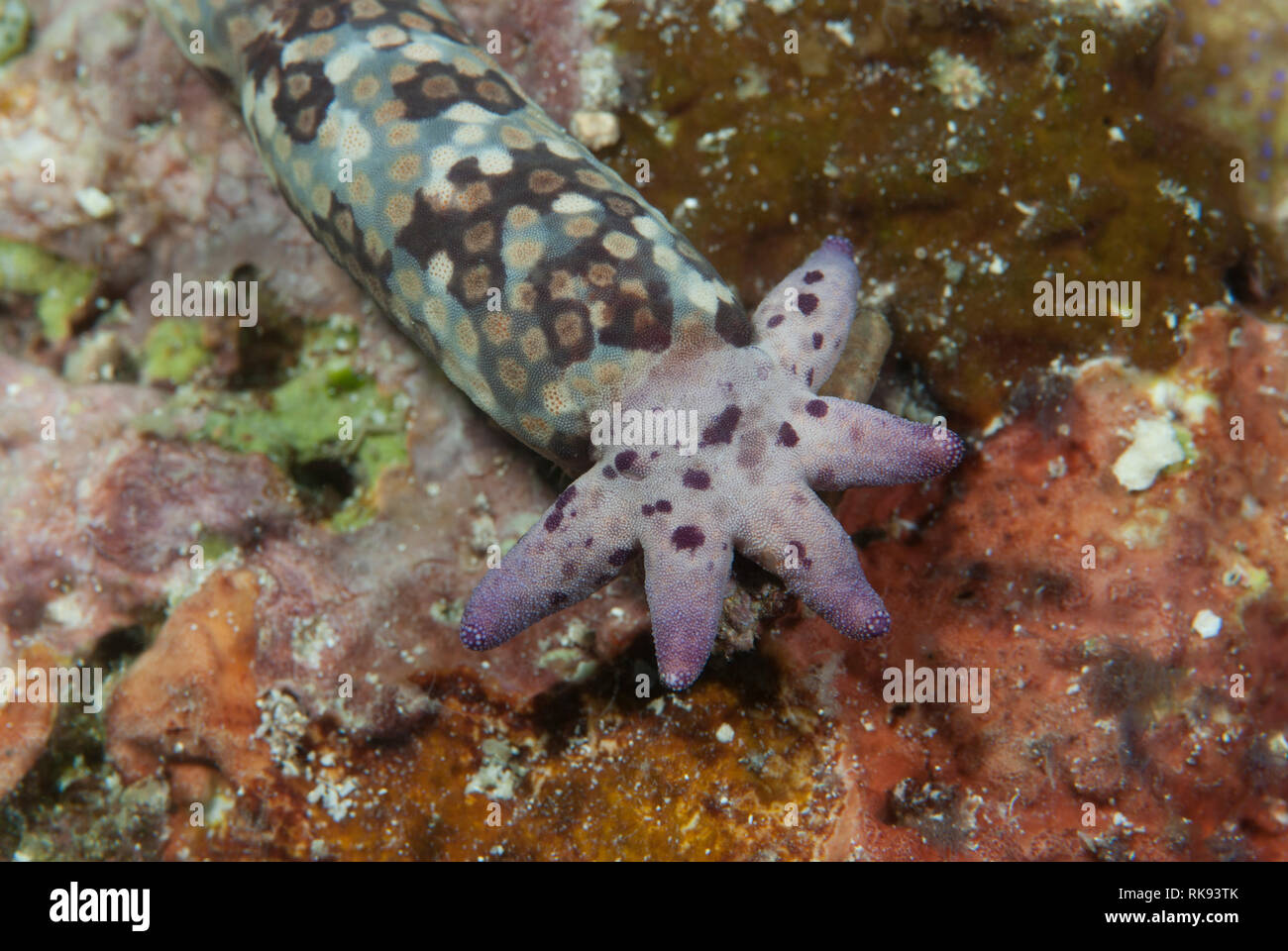 Starfish regenerating hi-res stock photography and images - Alamy
