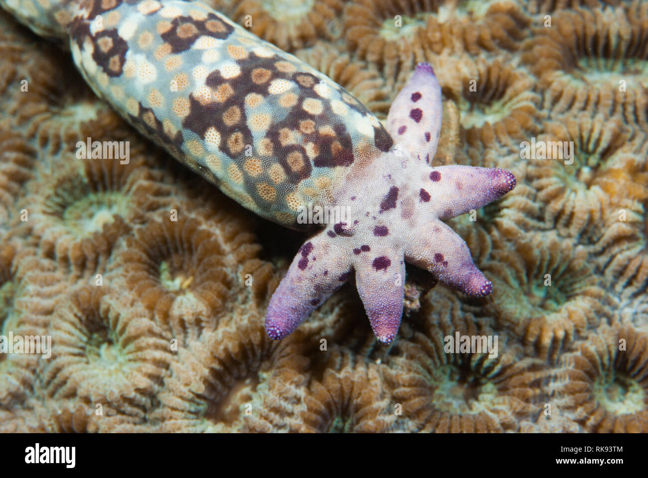 Starfish regenerating hi-res stock photography and images - Alamy