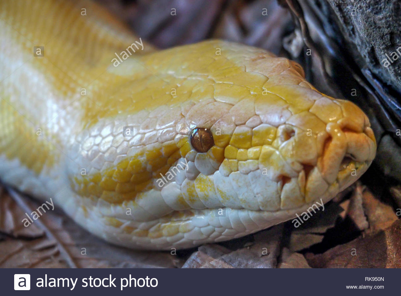 Slither Stock Photos & Slither Stock Images - Alamy