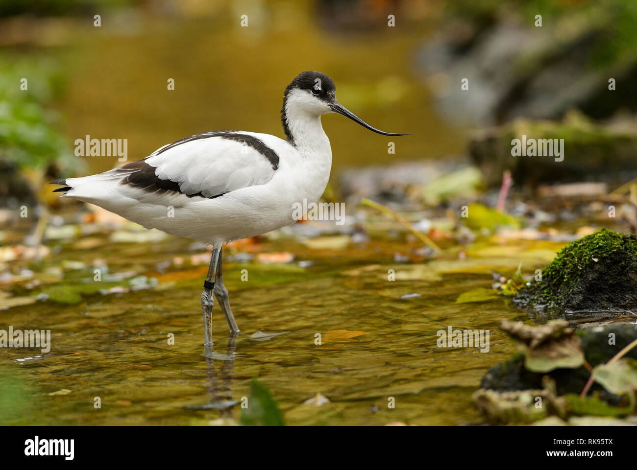 Avocet bird hi-res stock photography and images - Alamy
