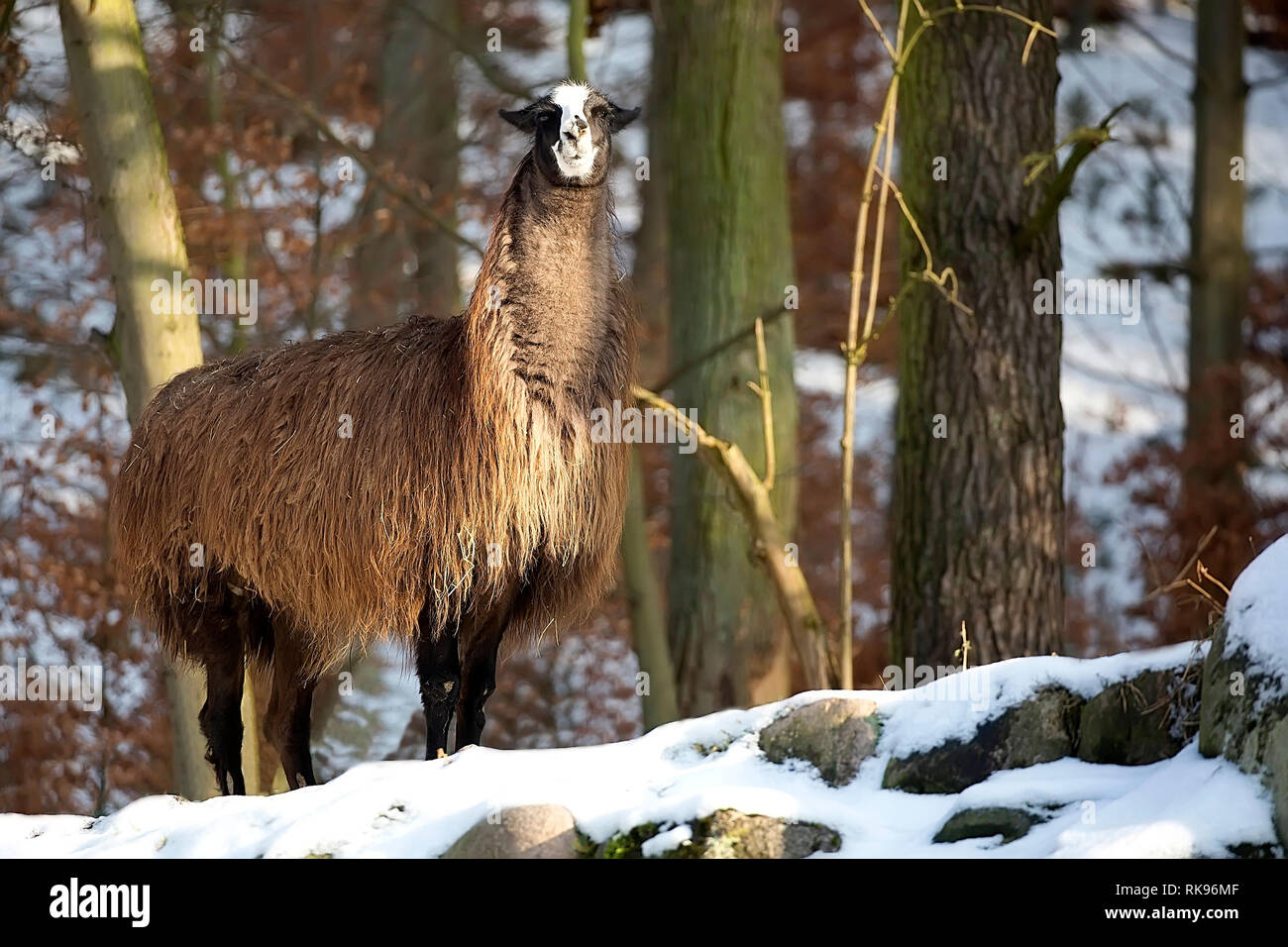 Alpaca in the wild Stock Photo - Alamy