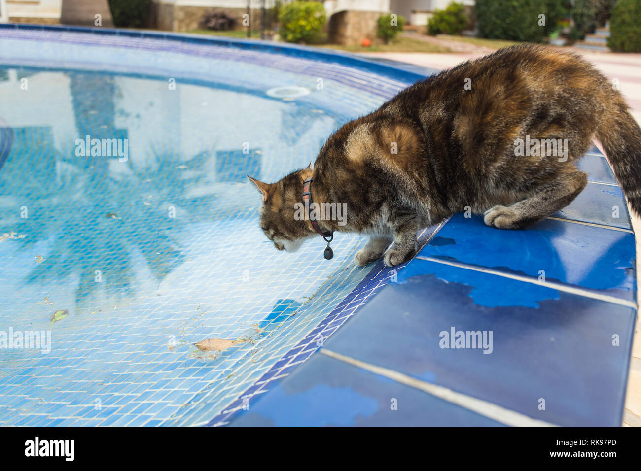 Cute cat drinking water from swimming pool Stock Photo - Alamy