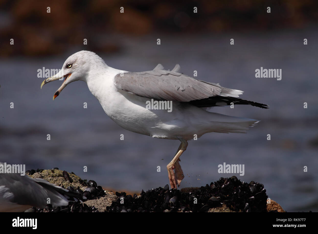 Seagull defending his territory - detailed photo Stock Photo - Alamy