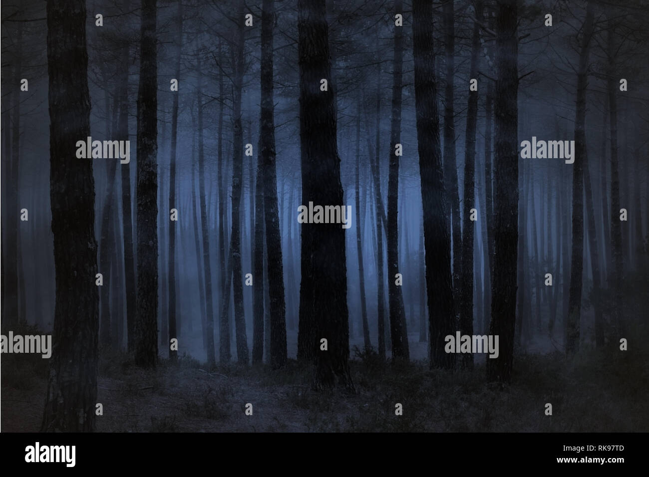Spooky foggy forest at night Stock Photo - Alamy