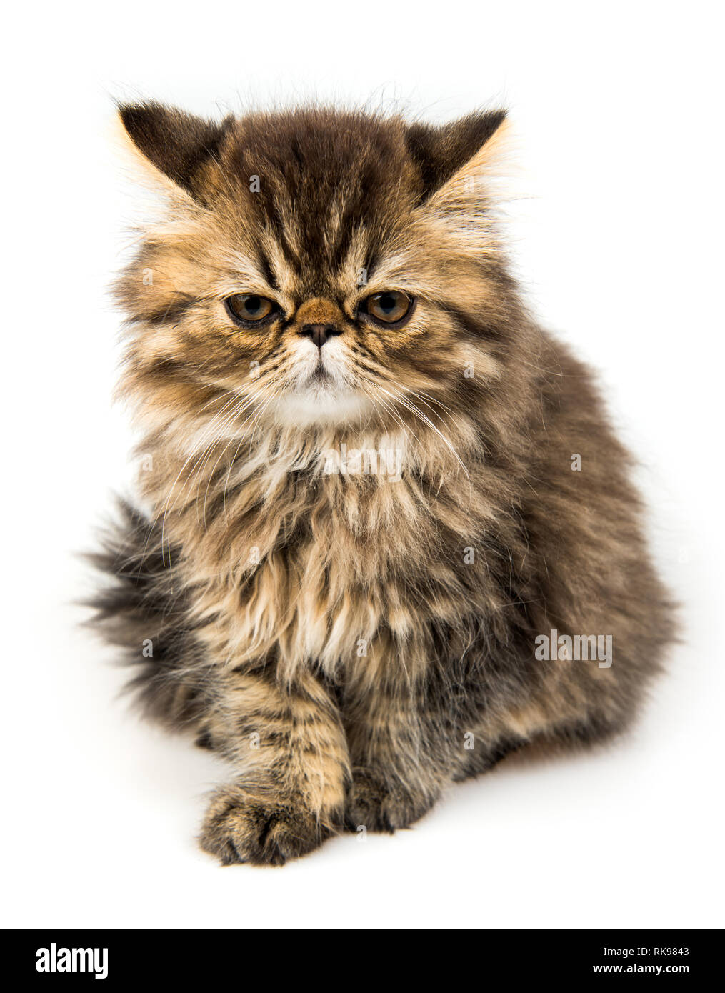 Angry Persian kitten cat marble color coat isolated on white background ...