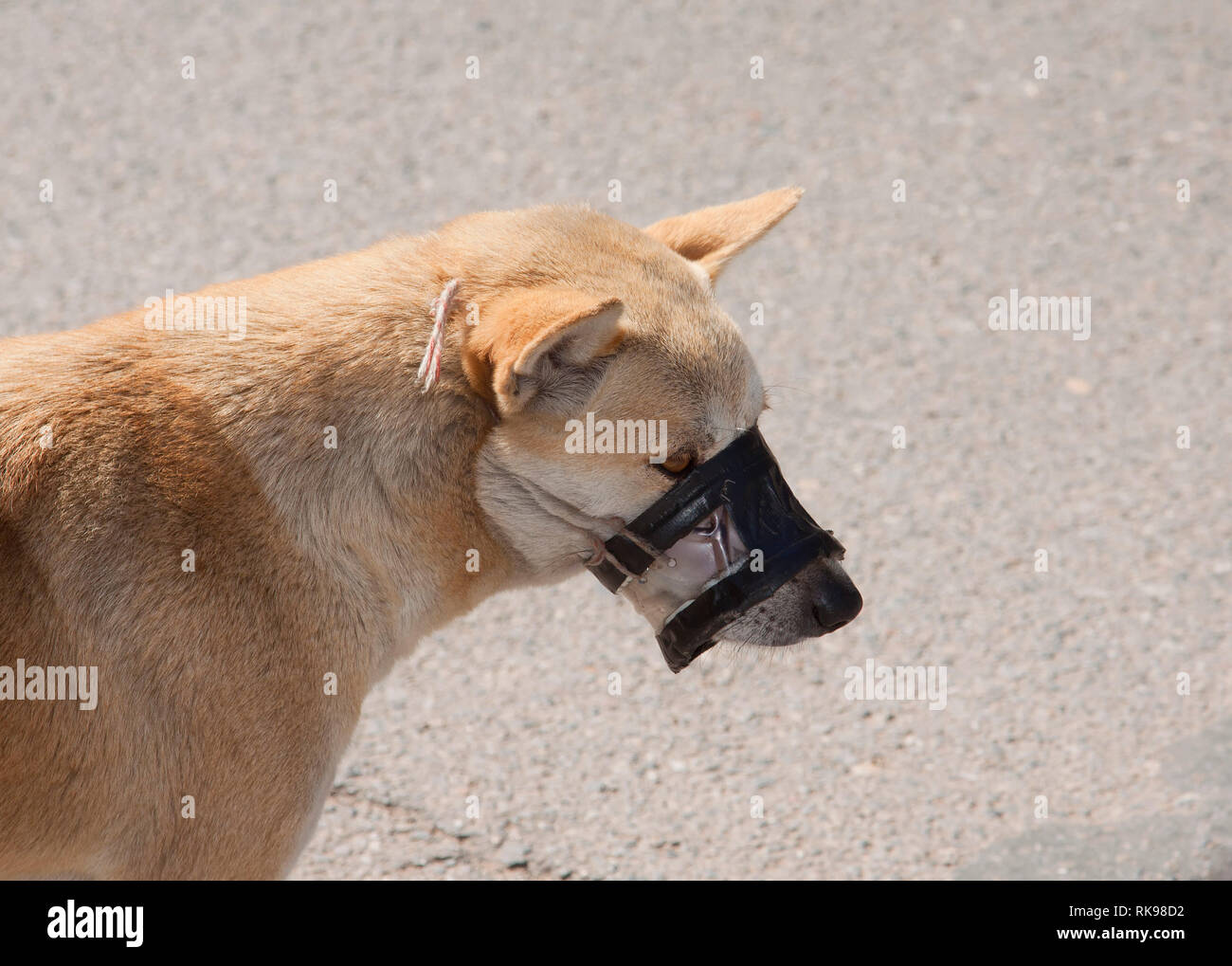 Muzzled guard dogs hi-res stock photography and images - Alamy