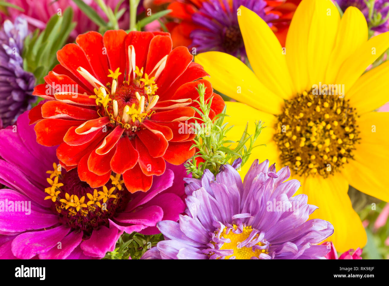 Colorful flowers close up Stock Photo - Alamy