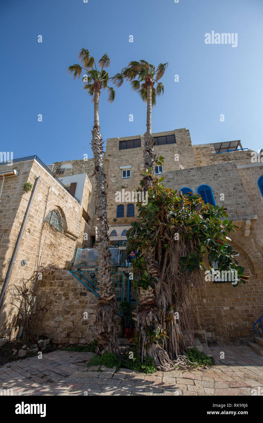 Israel palm trees hi-res stock photography and images - Alamy
