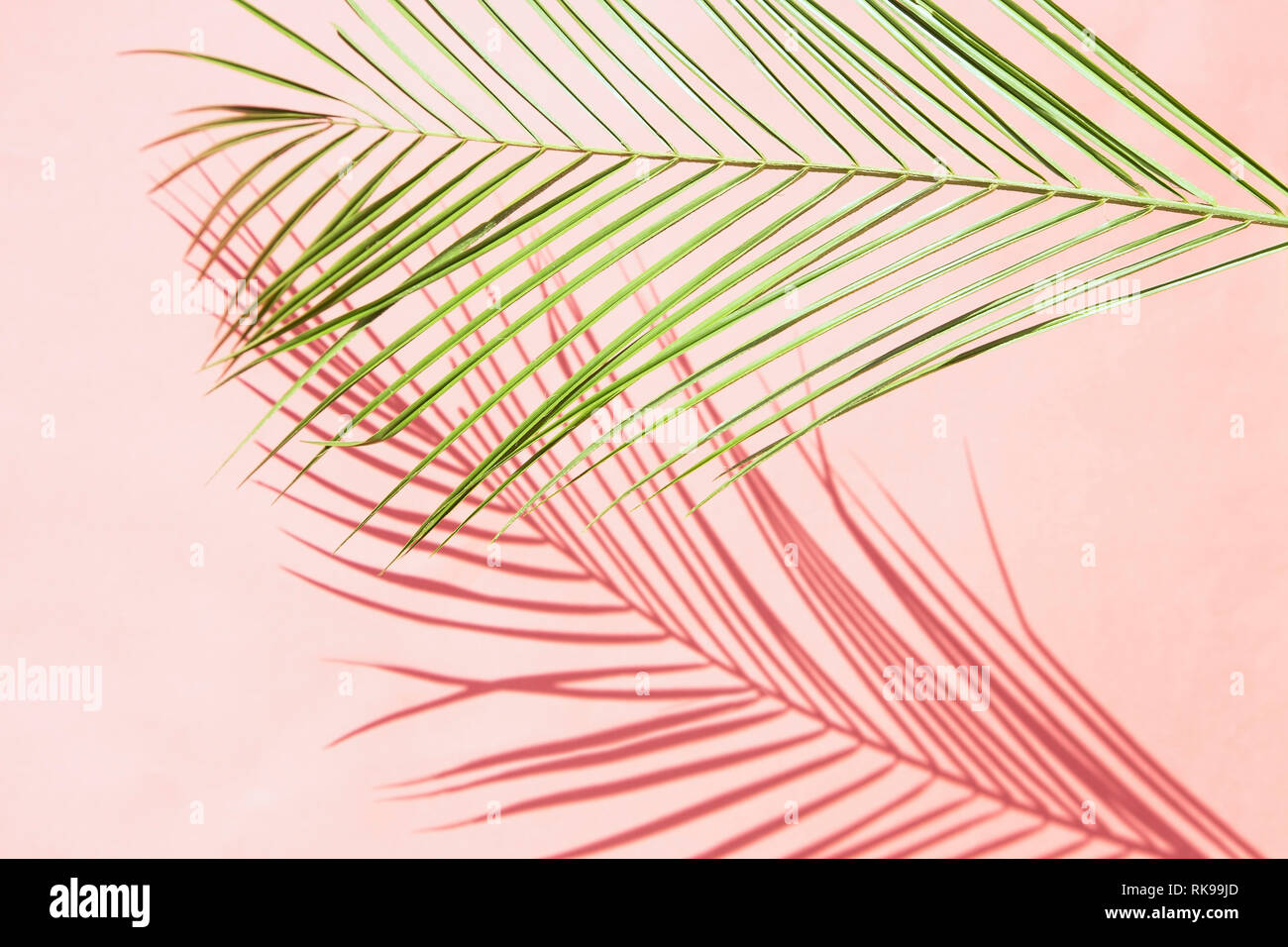 Palm leaf with the shadow Stock Photo - Alamy