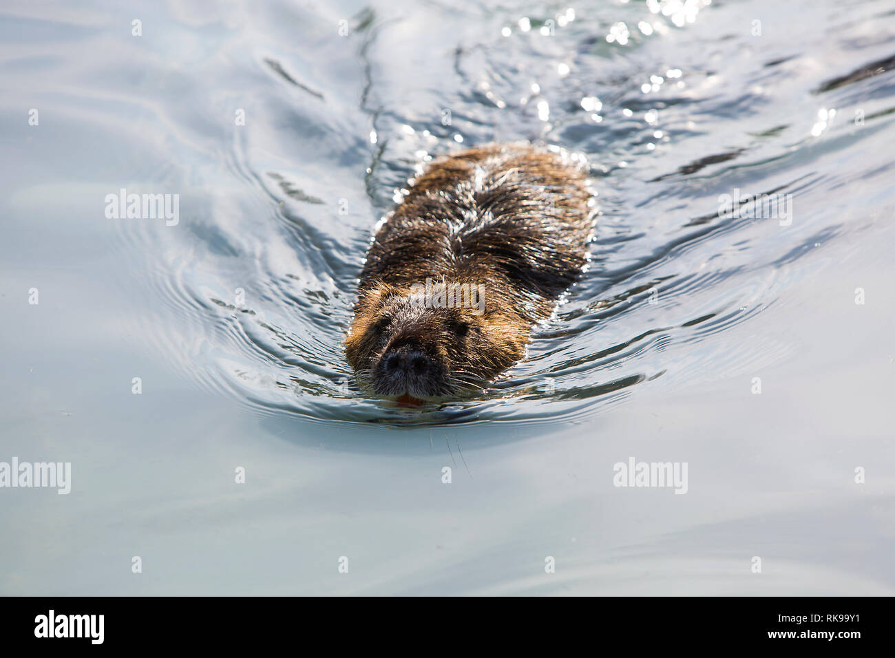 Nutria swimming in the water Stock Photo - Alamy