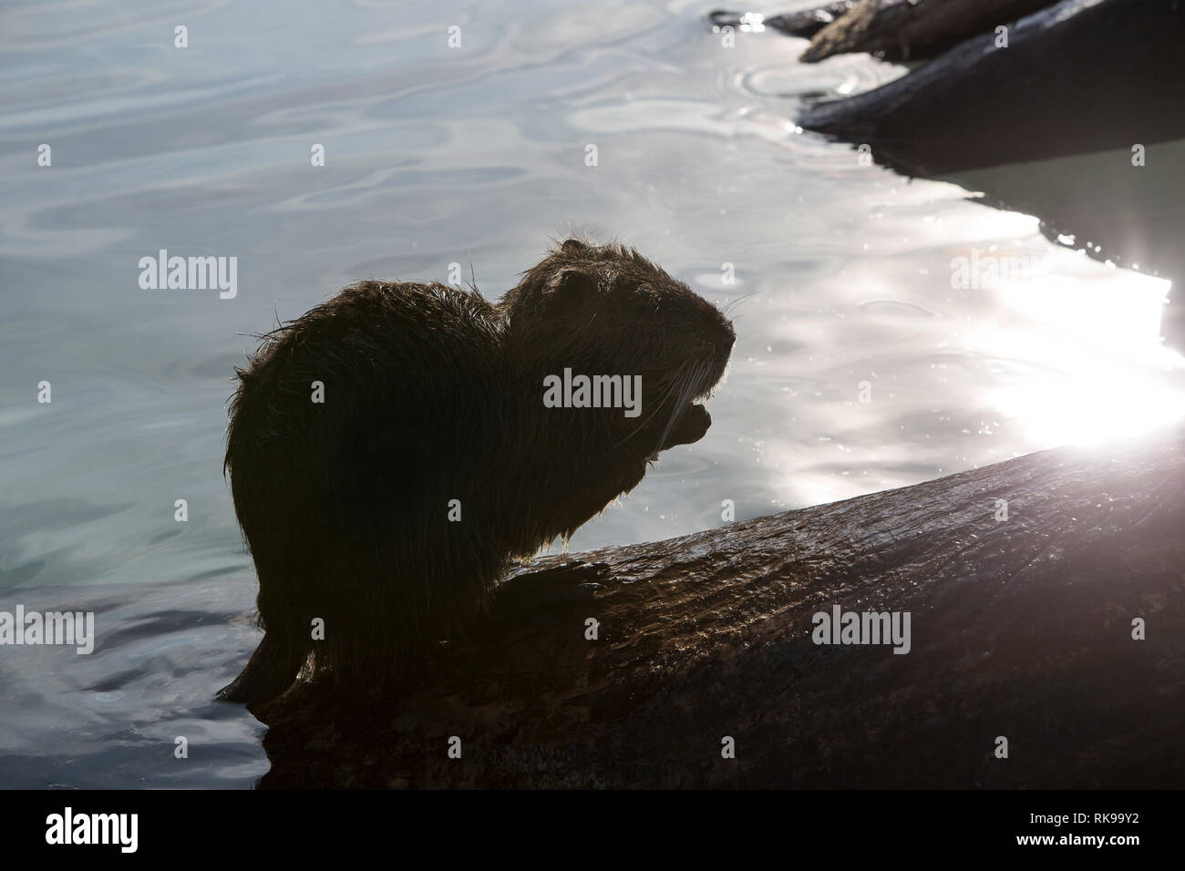 Nutria swimming in the water Stock Photo - Alamy