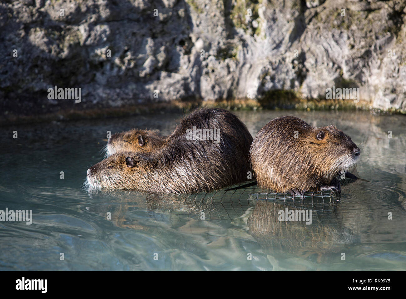Several nutrias swimming in the water Stock Photo - Alamy