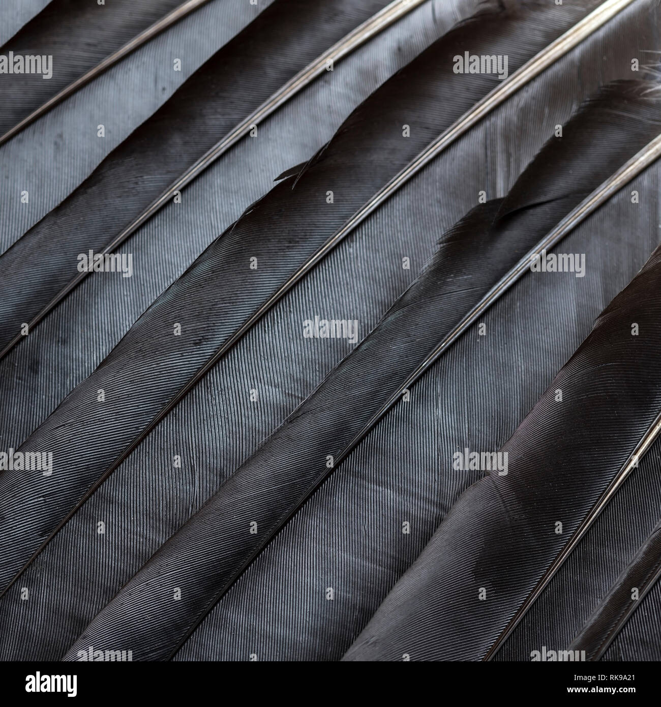 Feathers close up texture hi-res stock photography and images - Alamy