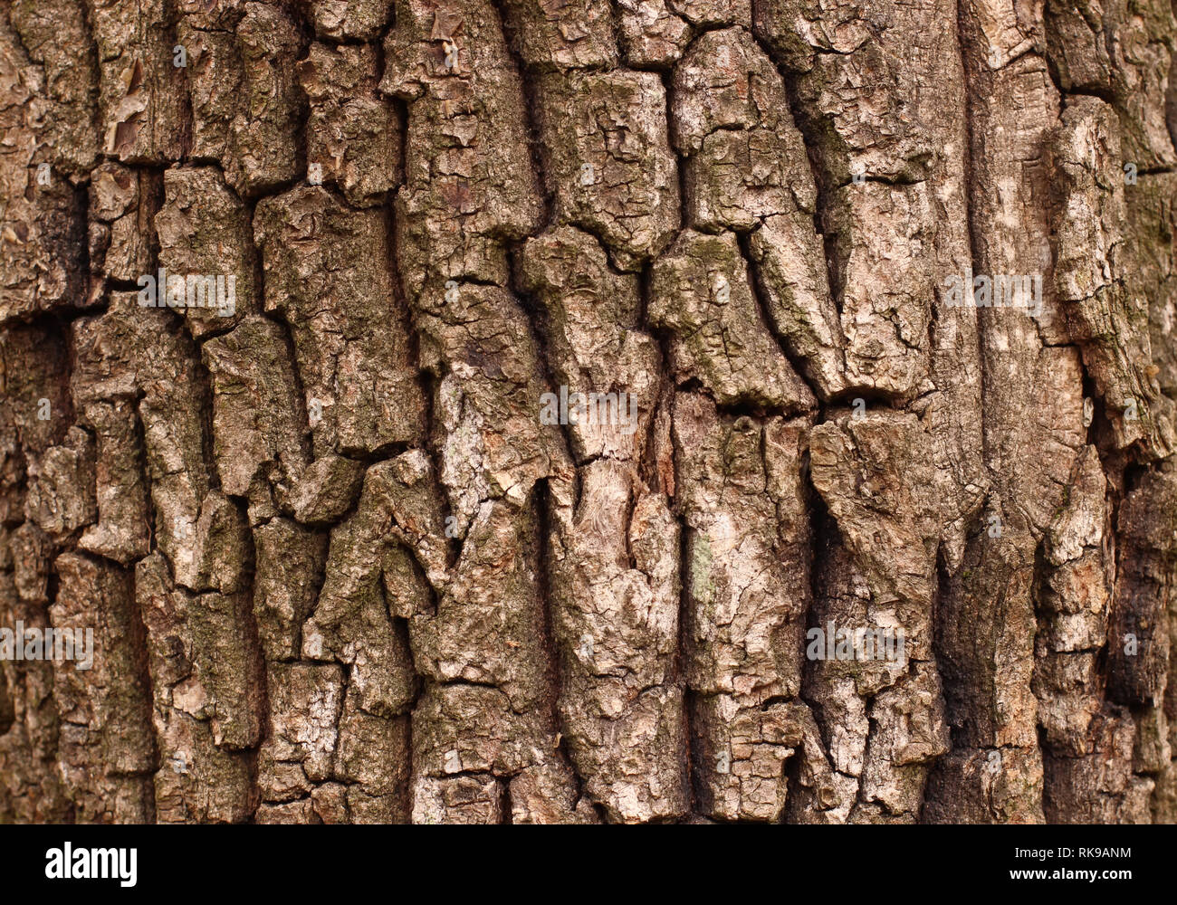Bark of tree Stock Photo - Alamy