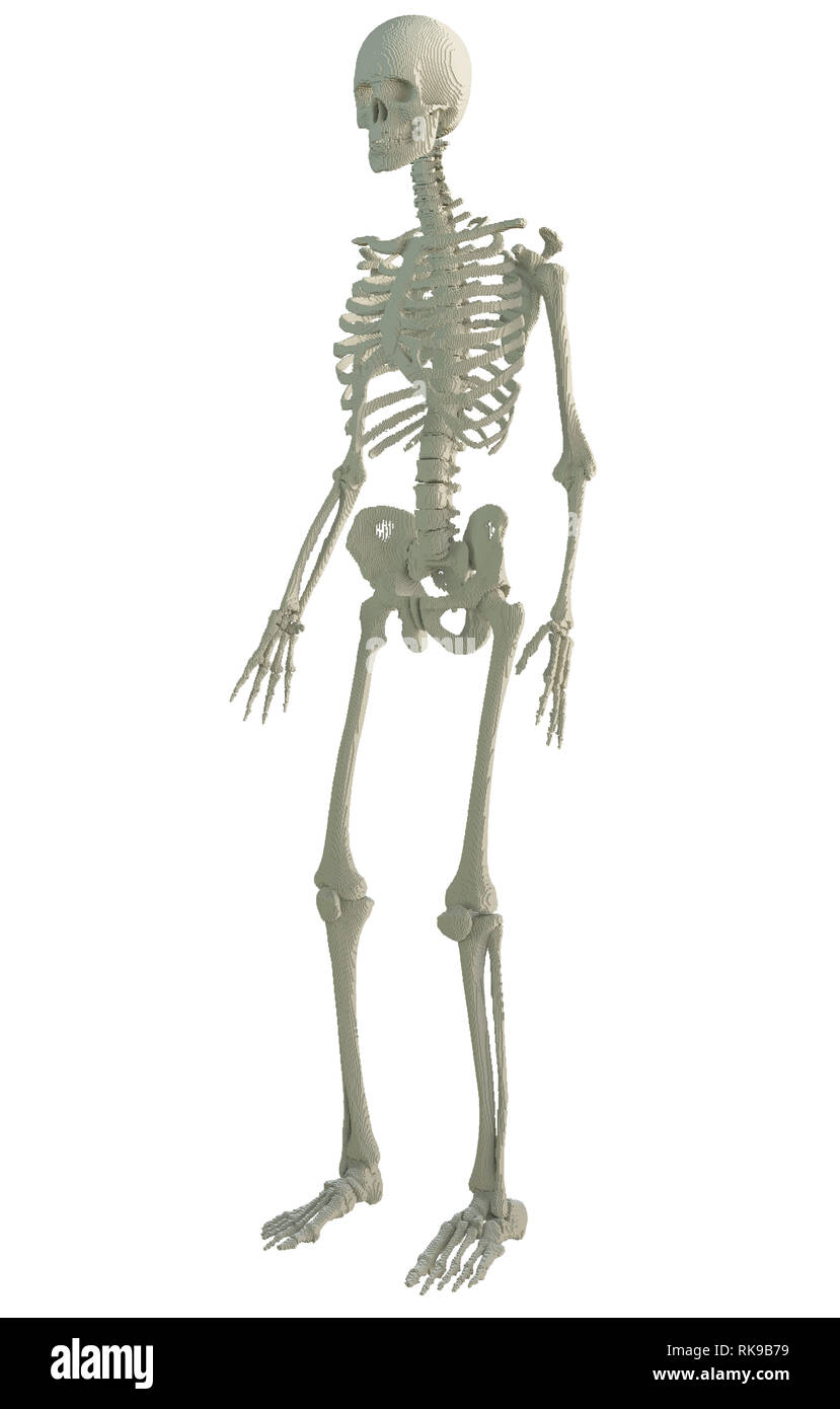 3d printed skeleton isolated Stock Photo - Alamy