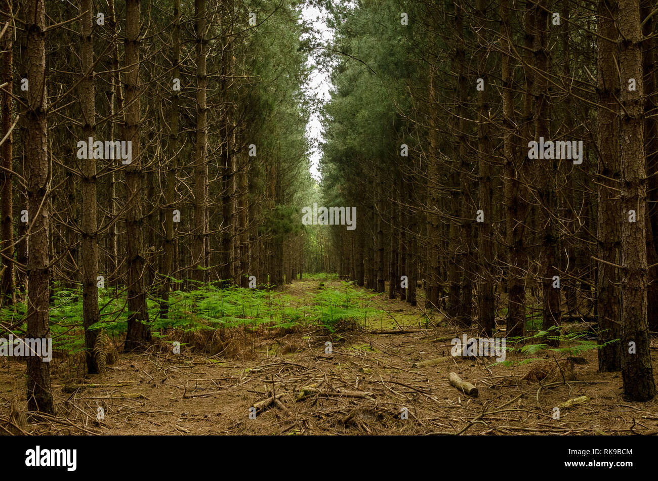 Trees in Rendlesham Forest, Suffolk, England Stock Photo - Alamy