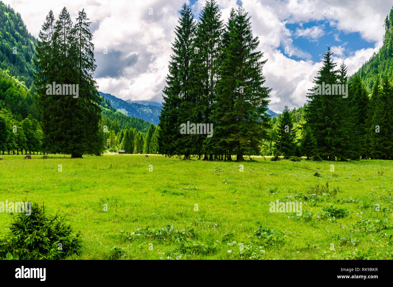 Green meadows forest relaxing hi-res stock photography and images - Alamy