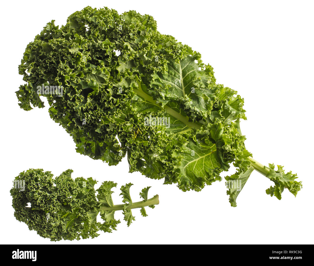 kale leafy vegetable closeup on white background Stock Photo - Alamy