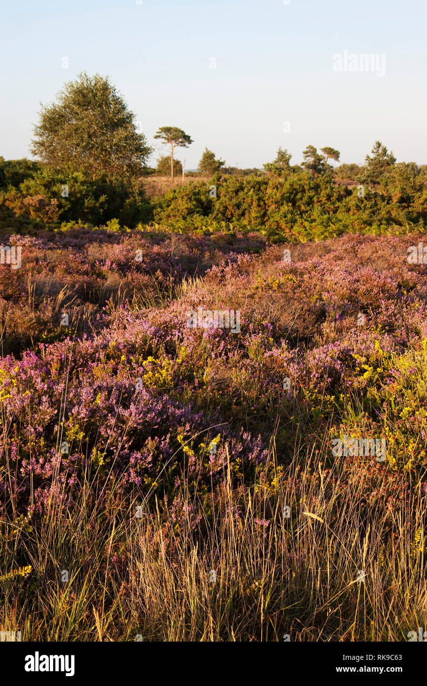 Heathland Holt Heath National Nature Reserve Dorset England Stock Photo ...