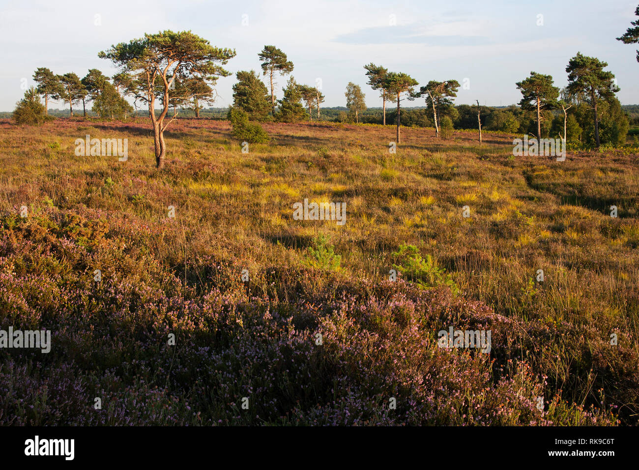 Holt heath dorset hi-res stock photography and images - Alamy