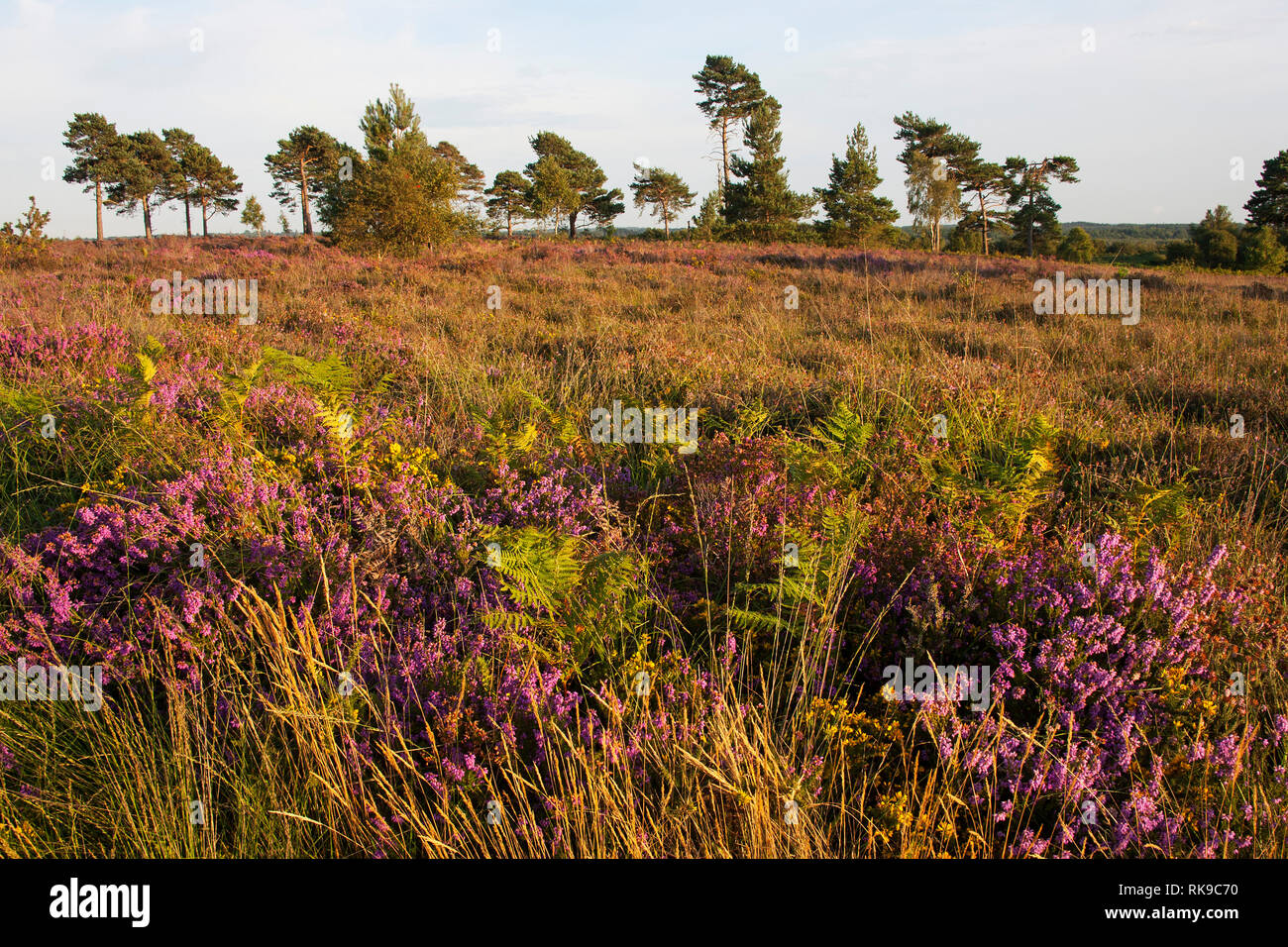 Heathland Holt Heath National Nature Reserve Dorset England Stock Photo ...