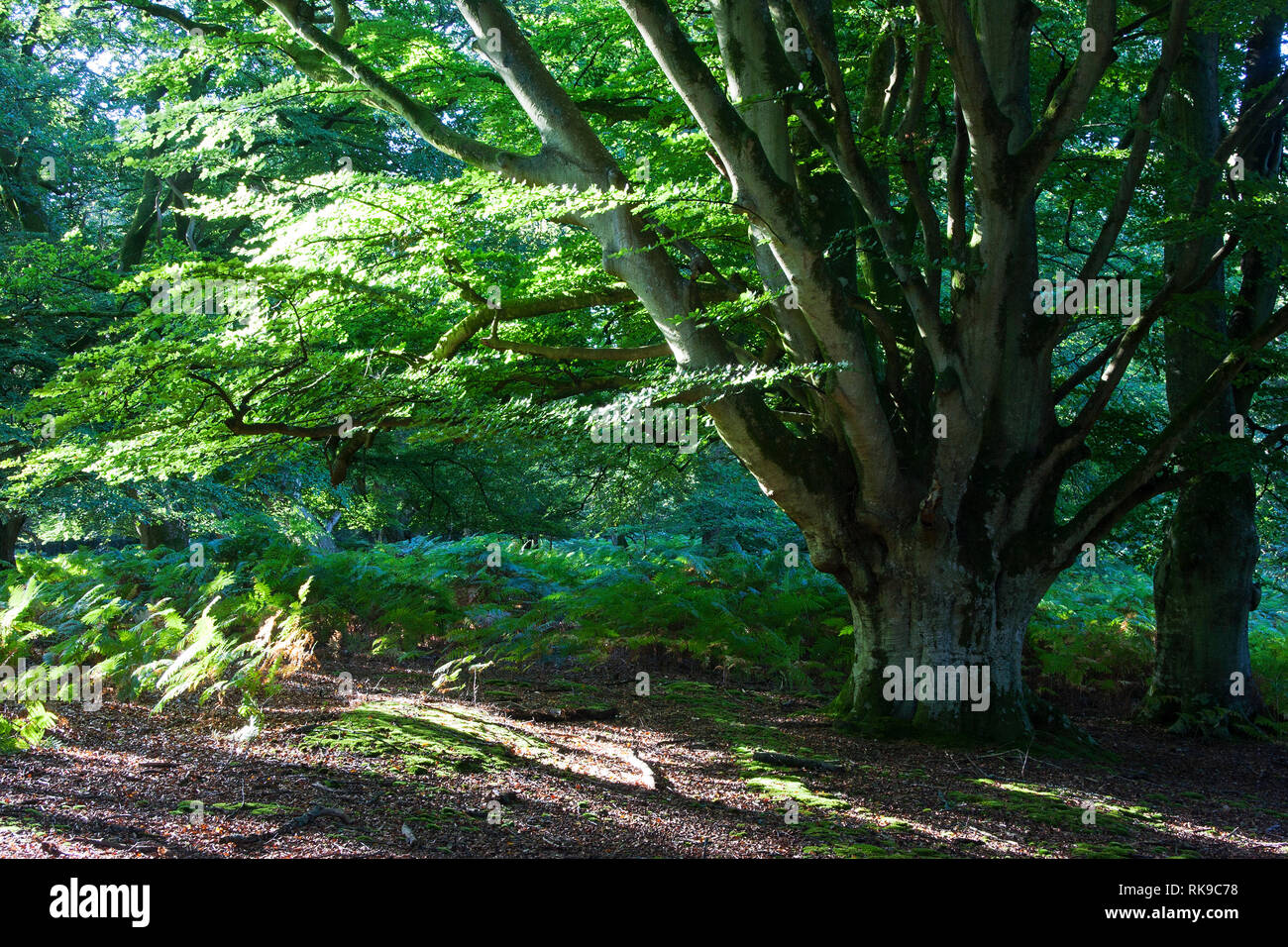 Ancient Beech tree Vinney Ridge New Forest National Park Hampshire ...