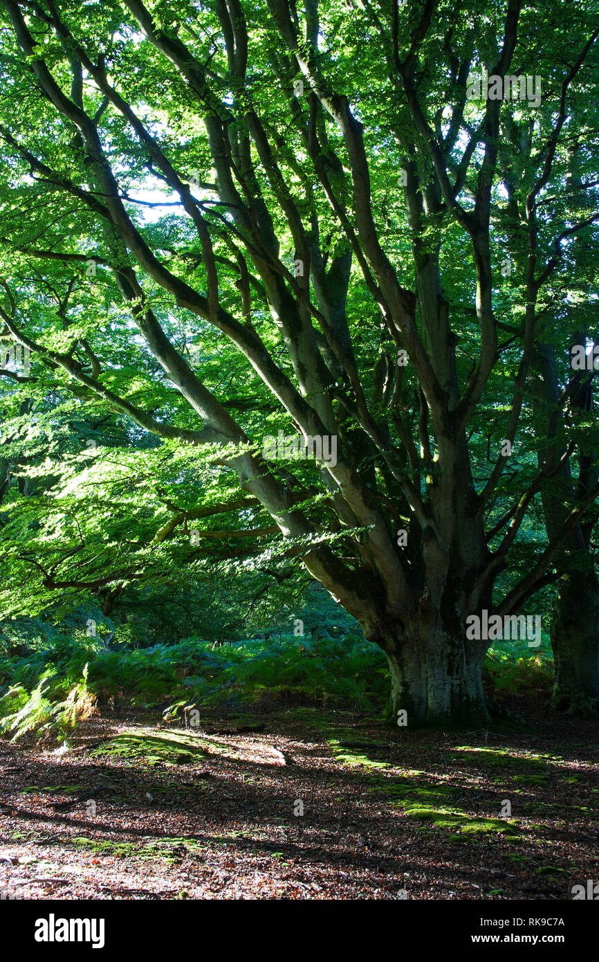Ancient Beech tree Vinney Ridge New Forest National Park Hampshire ...