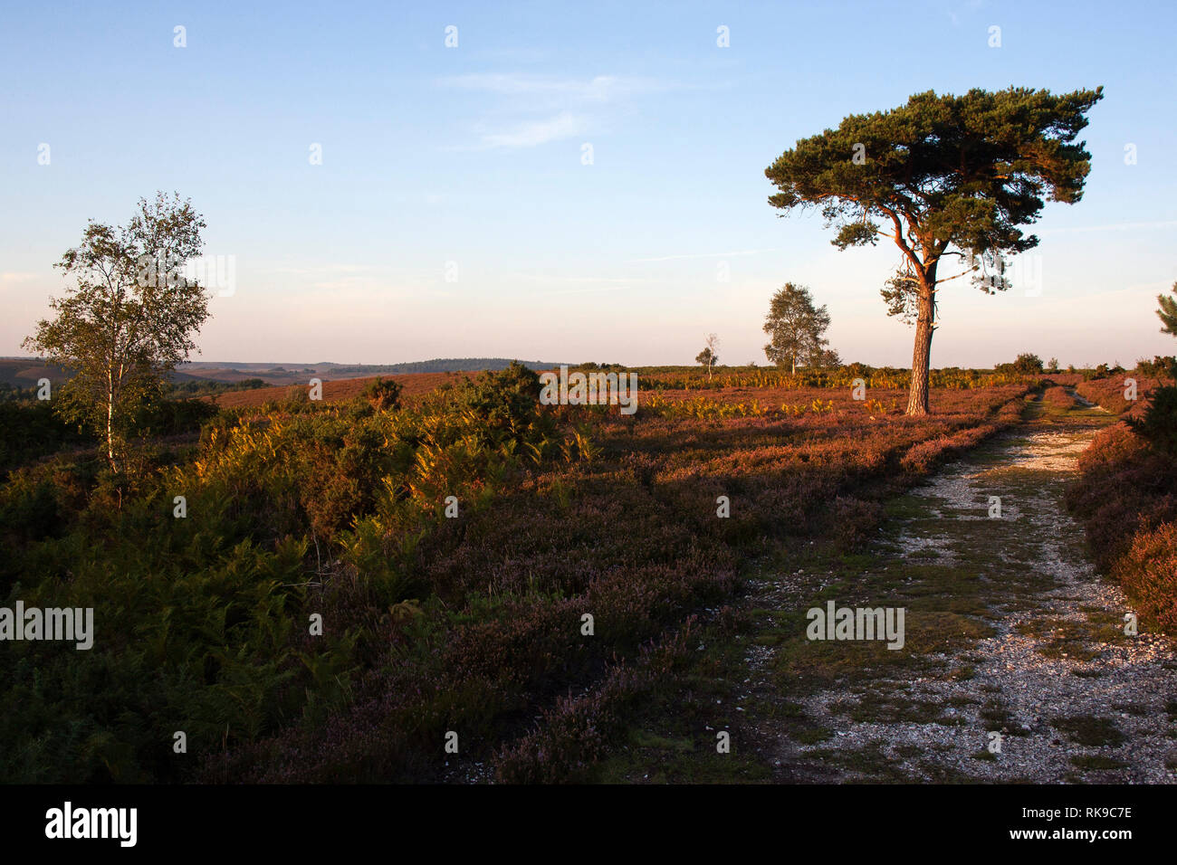Ibsley common hampshire hi-res stock photography and images - Alamy