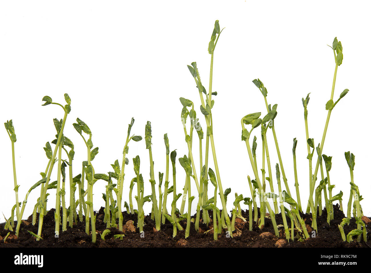 Sweet pea sprouts, close up to texture of young sweet pea sprouts ...