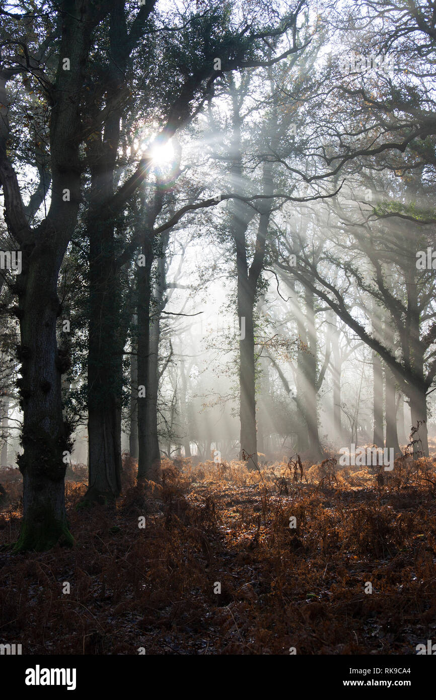 Broomy hi-res stock photography and images - Alamy