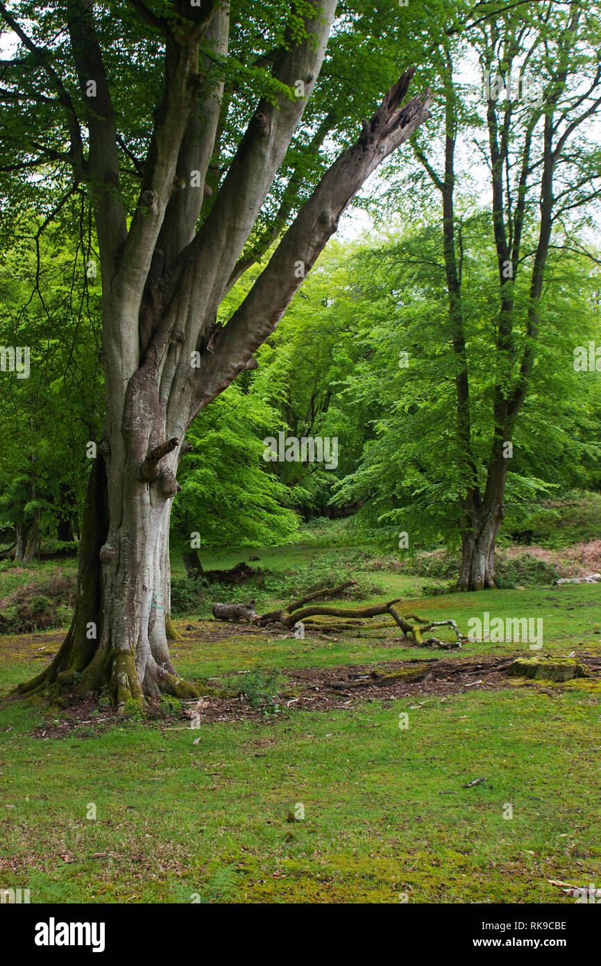 Pollarded ash tree hi-res stock photography and images - Alamy