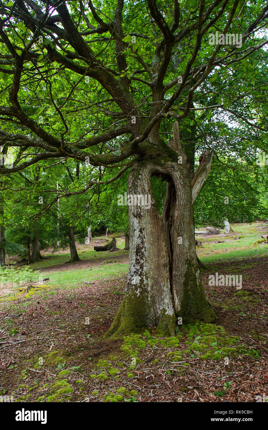 Hollow trunked oak Mark Ash Wood New Forest National Park Hampshire ...