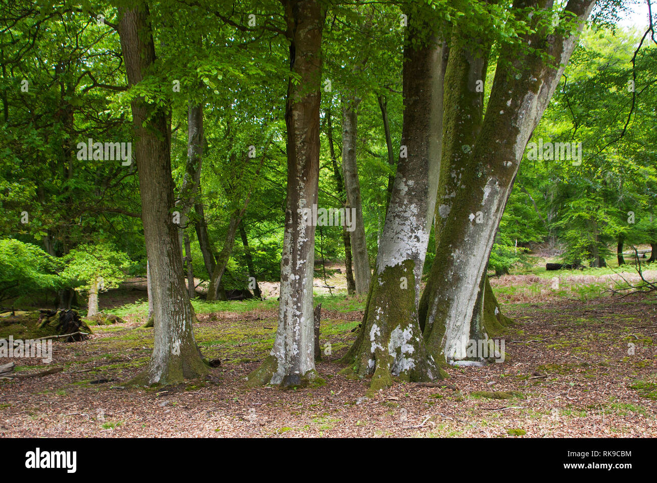Beech woodland Mark Ash Wood New Forest National Park Hampshire England ...
