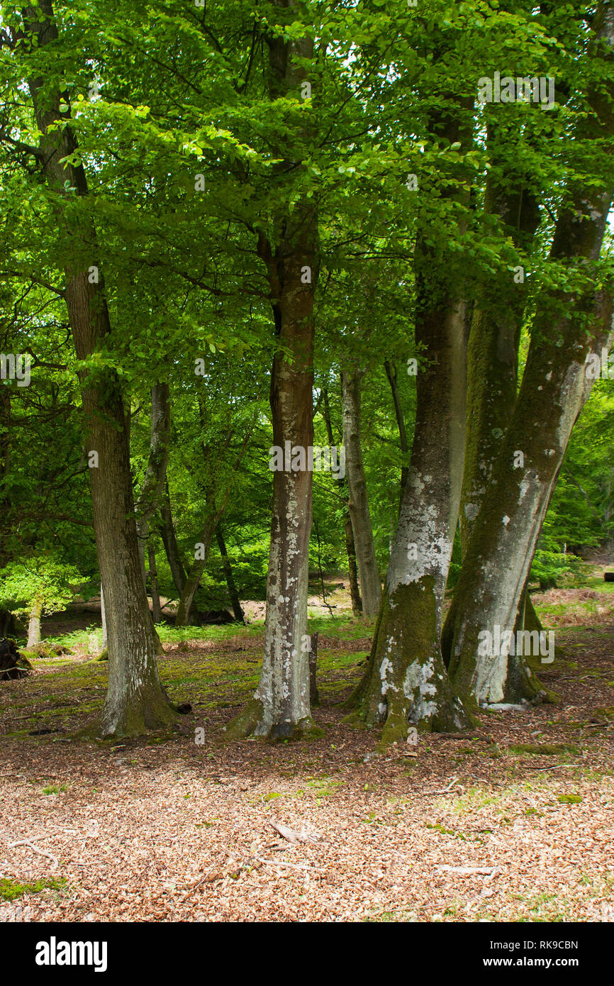 Beech woodland Mark Ash Wood New Forest National Park Hampshire England ...