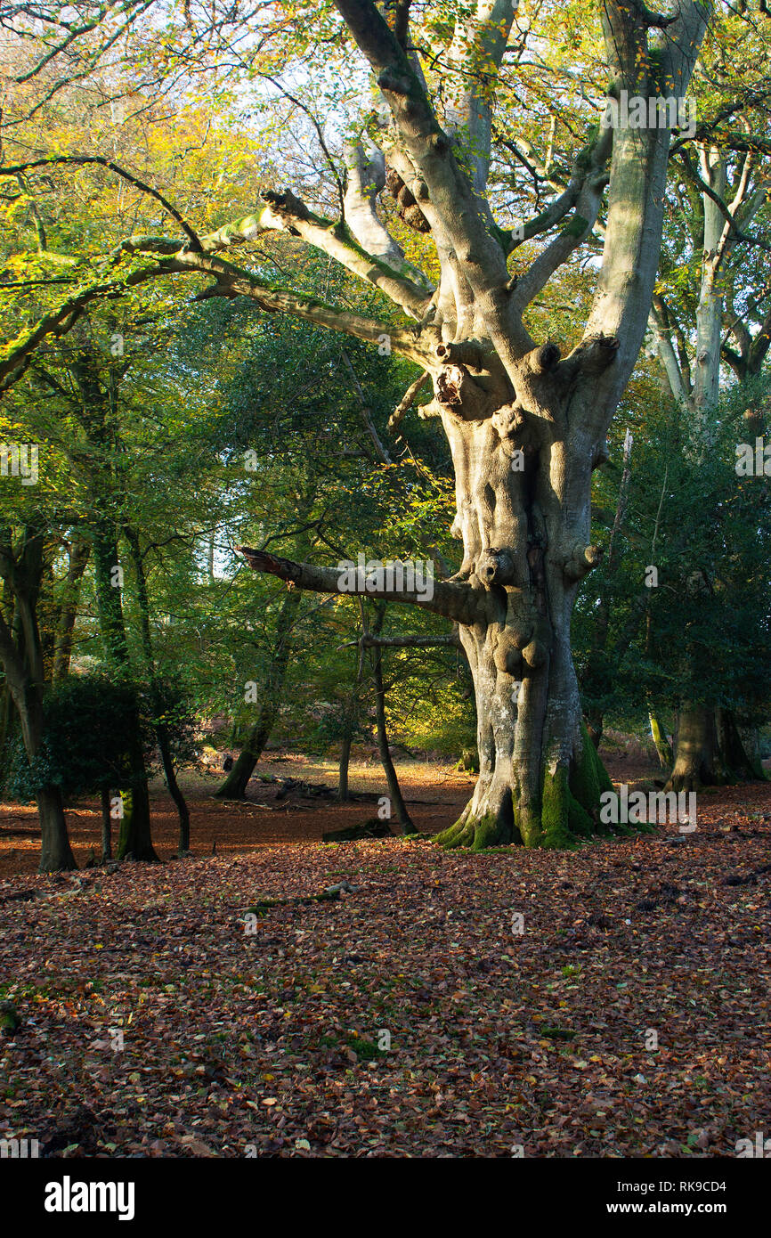 Pollarded ash tree hi-res stock photography and images - Alamy
