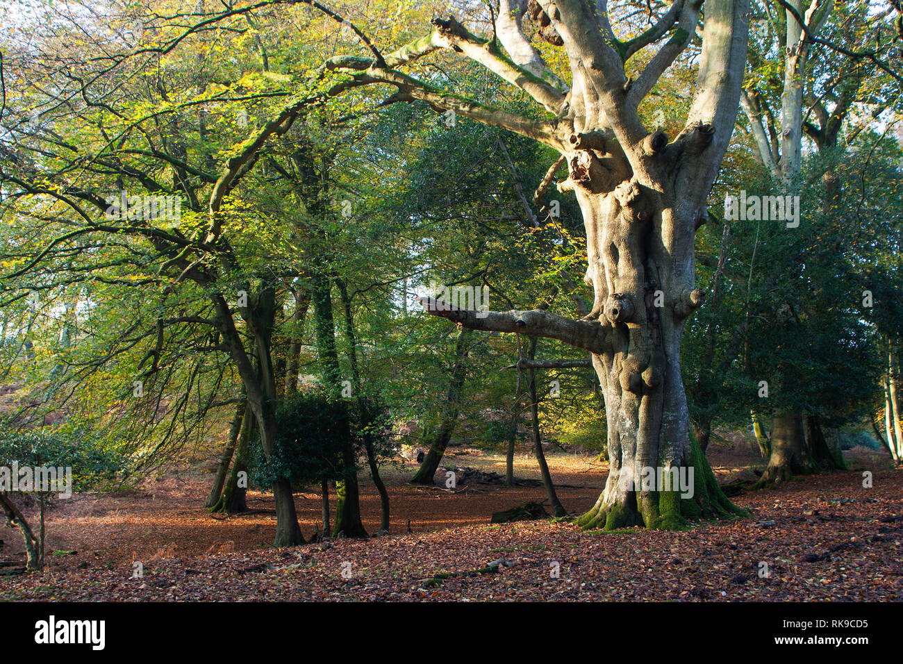 Pollarded ash tree hi-res stock photography and images - Alamy