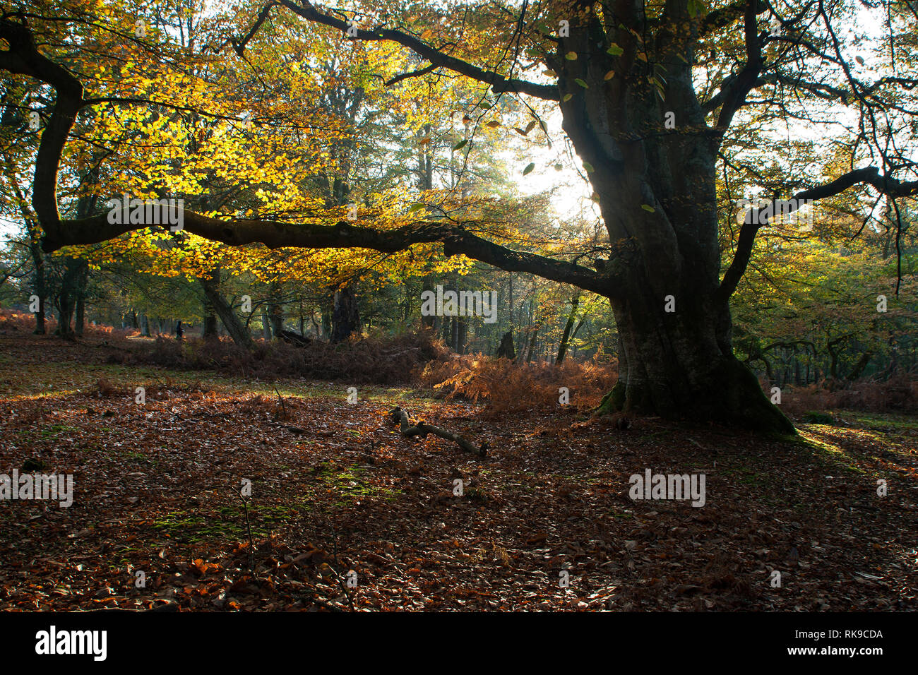Pollarded ash tree hi-res stock photography and images - Alamy