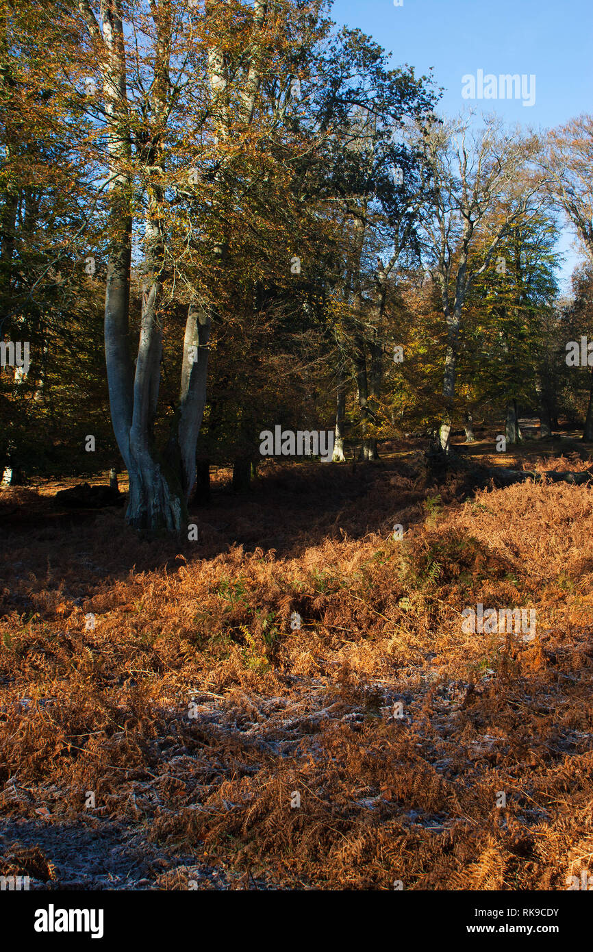 Pollarded ash tree hi-res stock photography and images - Alamy