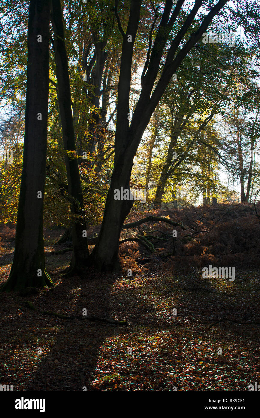 Pollarded ash tree hi-res stock photography and images - Alamy