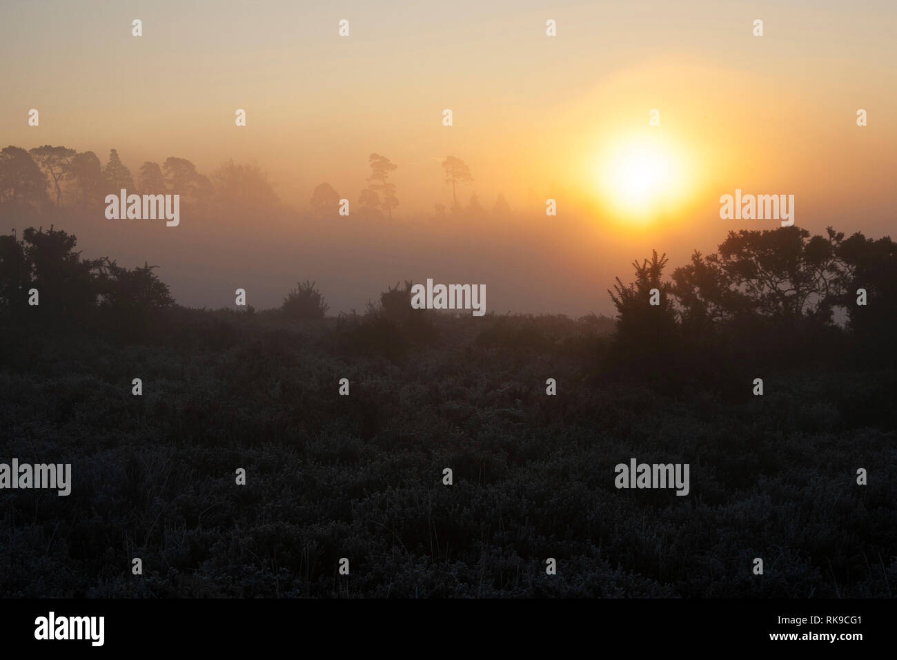 Misty sunrise Amberwood Inclosure from Hampton Ridge New Forest ...