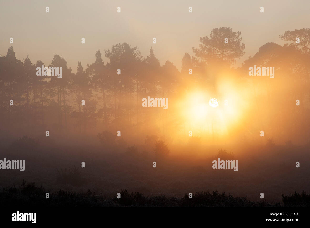 Misty sunrise Amberwood Inclosure from Hampton Ridge New Forest ...