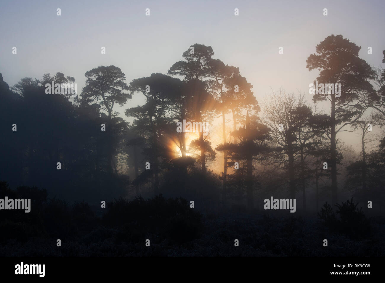 Misty sunrise Amberwood Inclosure from Hampton Ridge New Forest ...